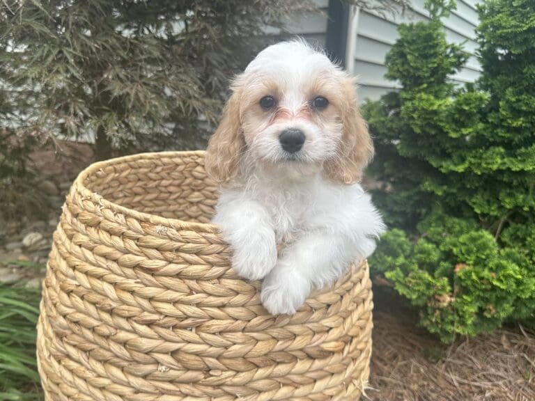 Puppies For Sale | Charlotte, NC | Charlotte Dog Club