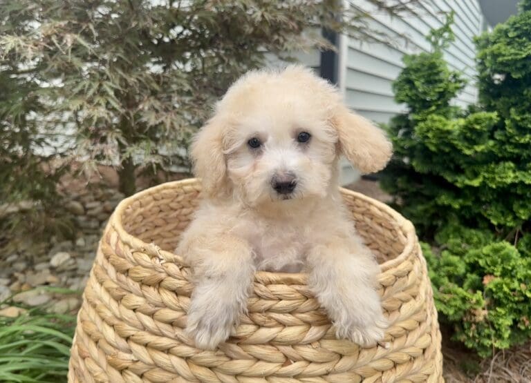 Puppies For Sale | Charlotte, NC | Charlotte Dog Club