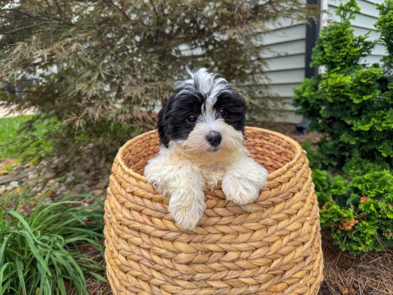 Puppies For Sale | Charlotte, NC | Charlotte Dog Club