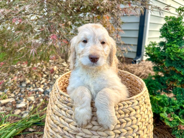 Puppies For Sale | Charlotte, NC | Charlotte Dog Club