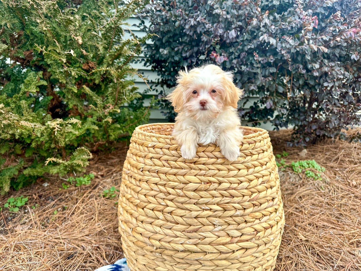 Puppies For Sale | Charlotte, NC | Charlotte Dog Club