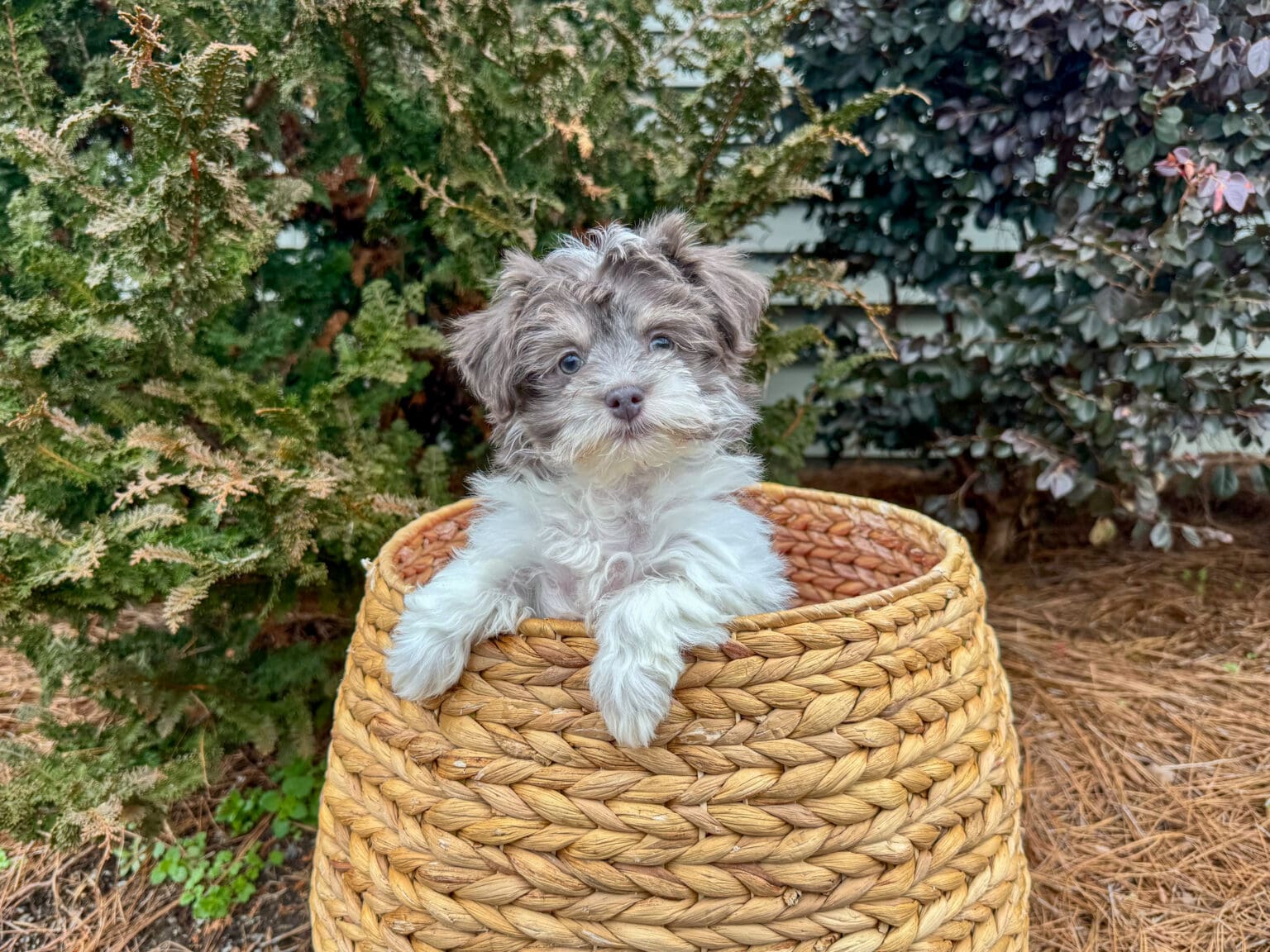 Puppies For Sale | Charlotte, NC | Charlotte Dog Club