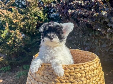 Puppies For Sale | Charlotte, NC | Charlotte Dog Club