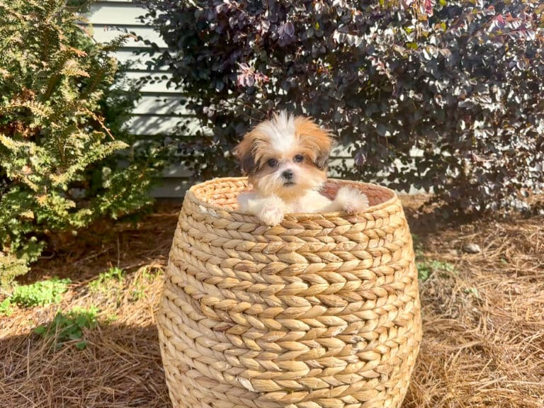 Puppies For Sale | Charlotte, NC | Charlotte Dog Club