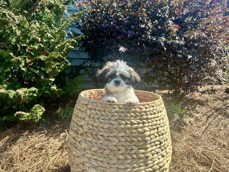 Puppies For Sale | Charlotte, NC | Charlotte Dog Club