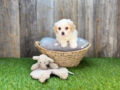 Puppies For Sale | Charlotte, NC | Charlotte Dog Club