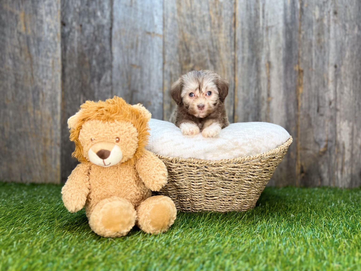 Carly - Charlotte Dog Club