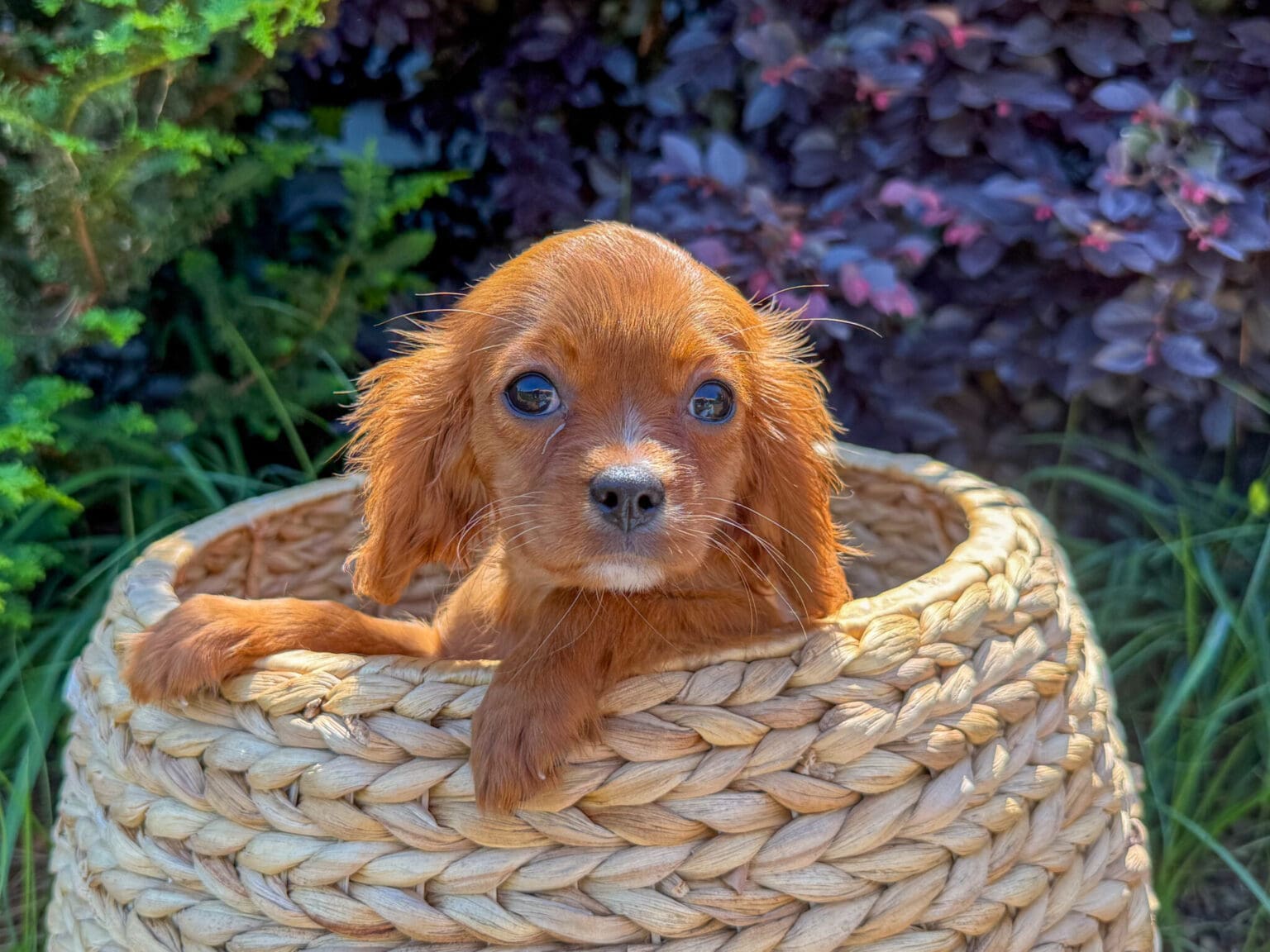 Golden Cavalier - Charlotte Dog Club