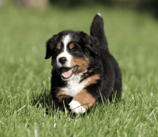 Available Breeds | Charlotte Dog Club | Comfortable US Shipping