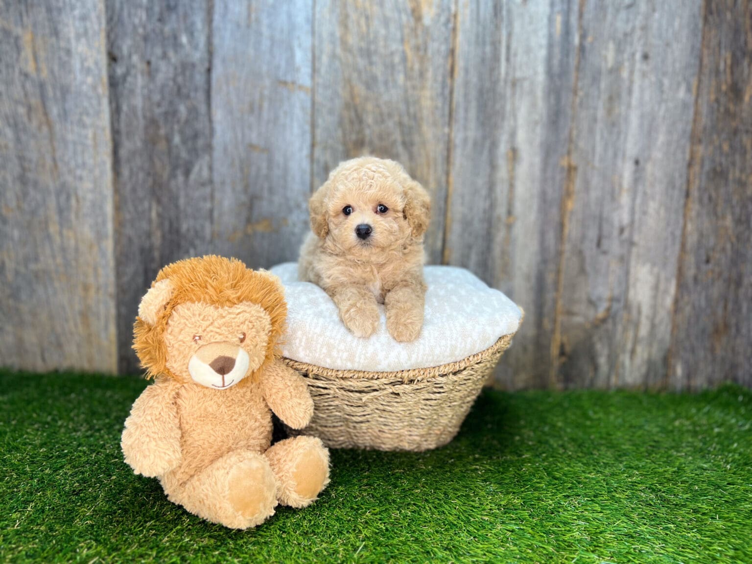 Aire - Charlotte Dog Club