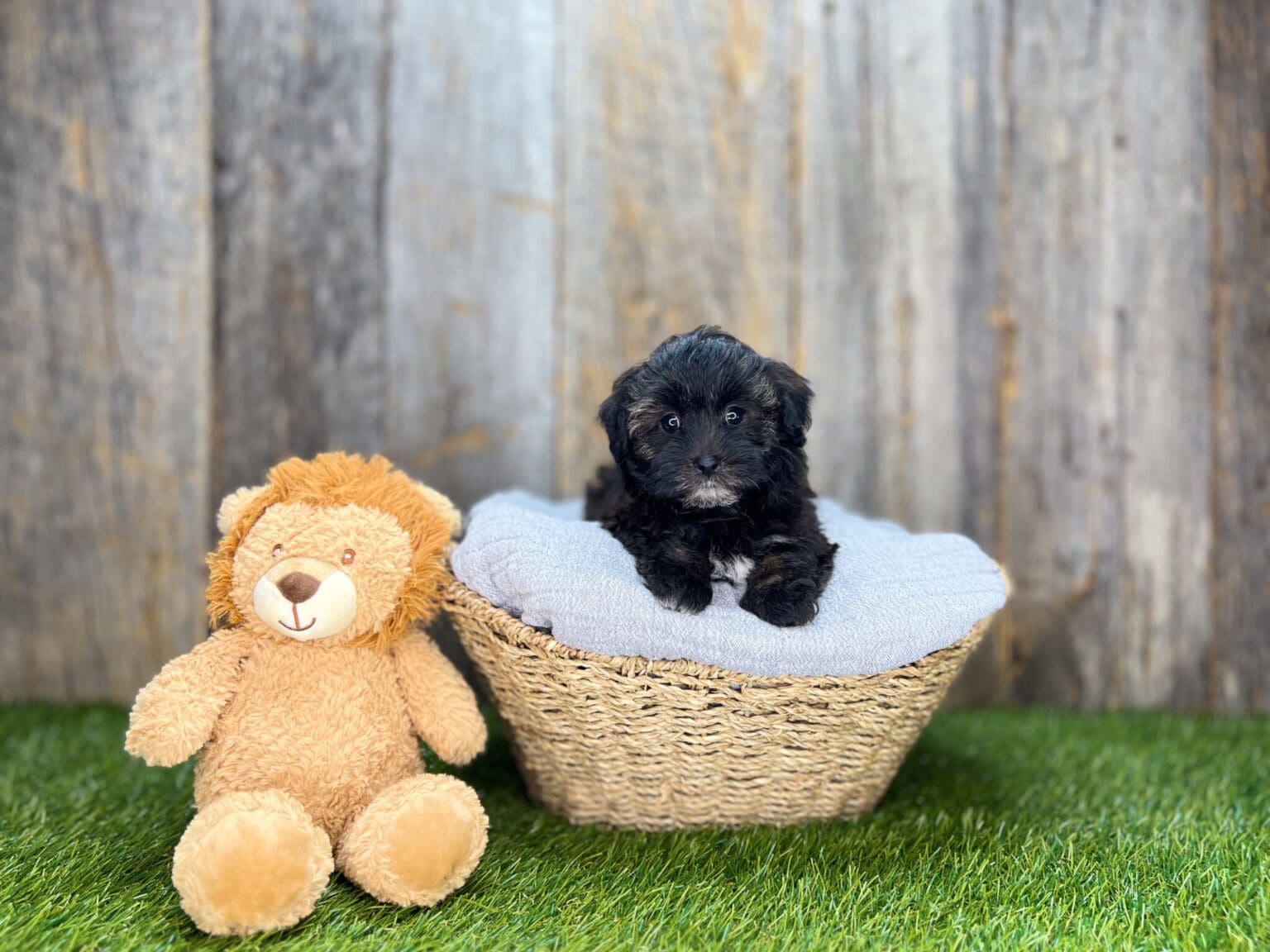 Havapoo Puppies For Sale - Charlotte Dog Club