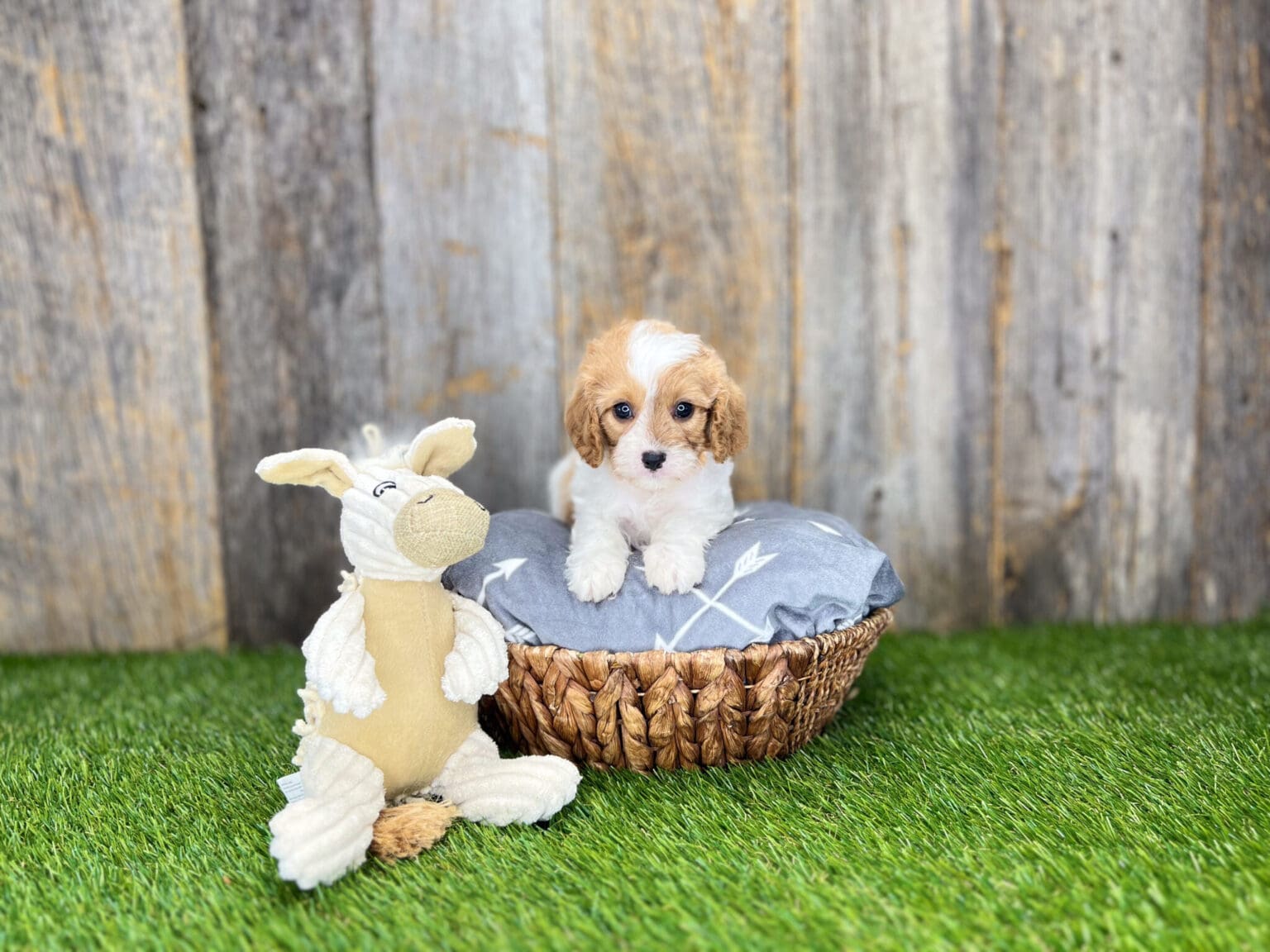 Patterson - Charlotte Dog Club