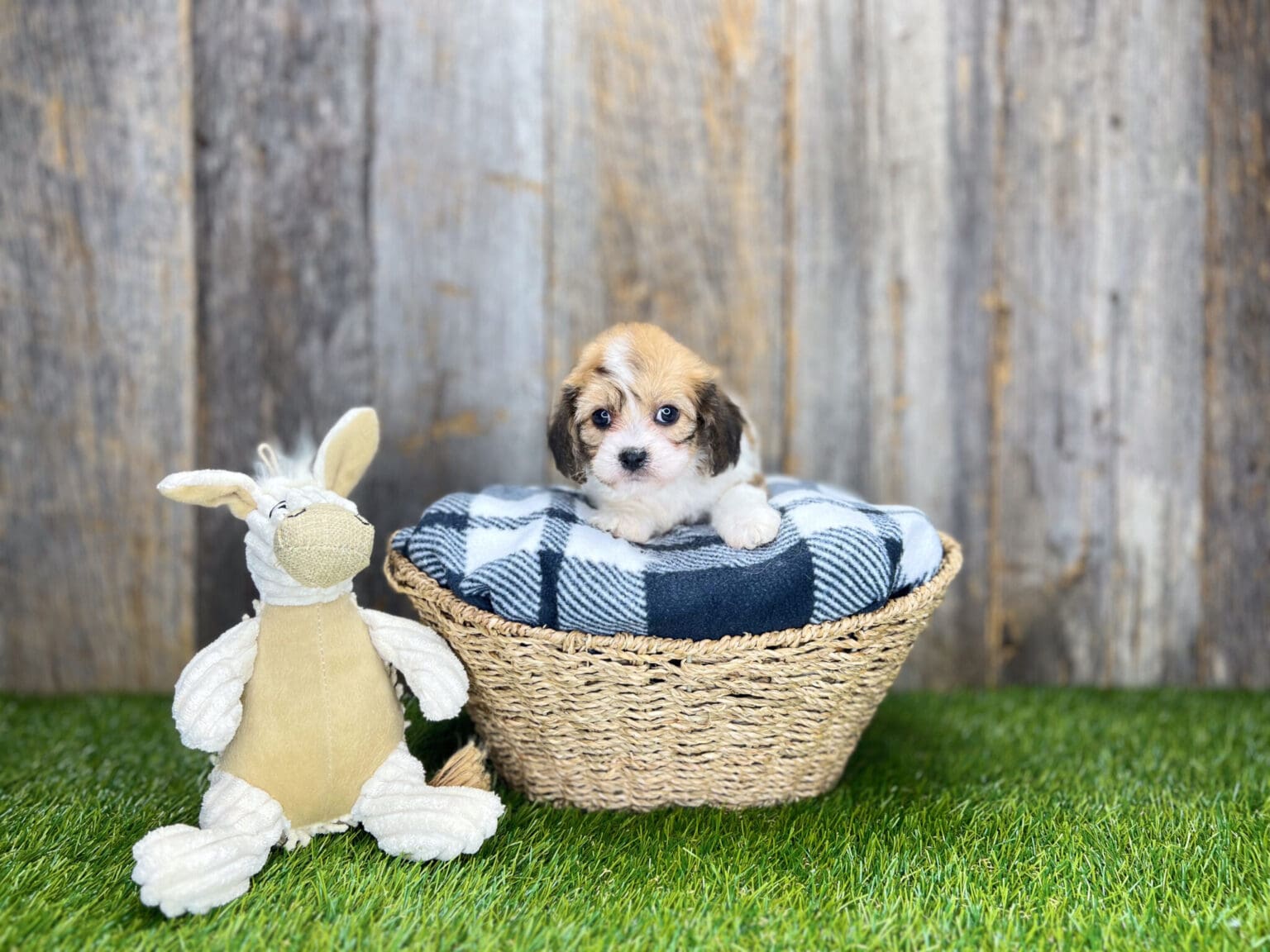 Jolene - Charlotte Dog Club