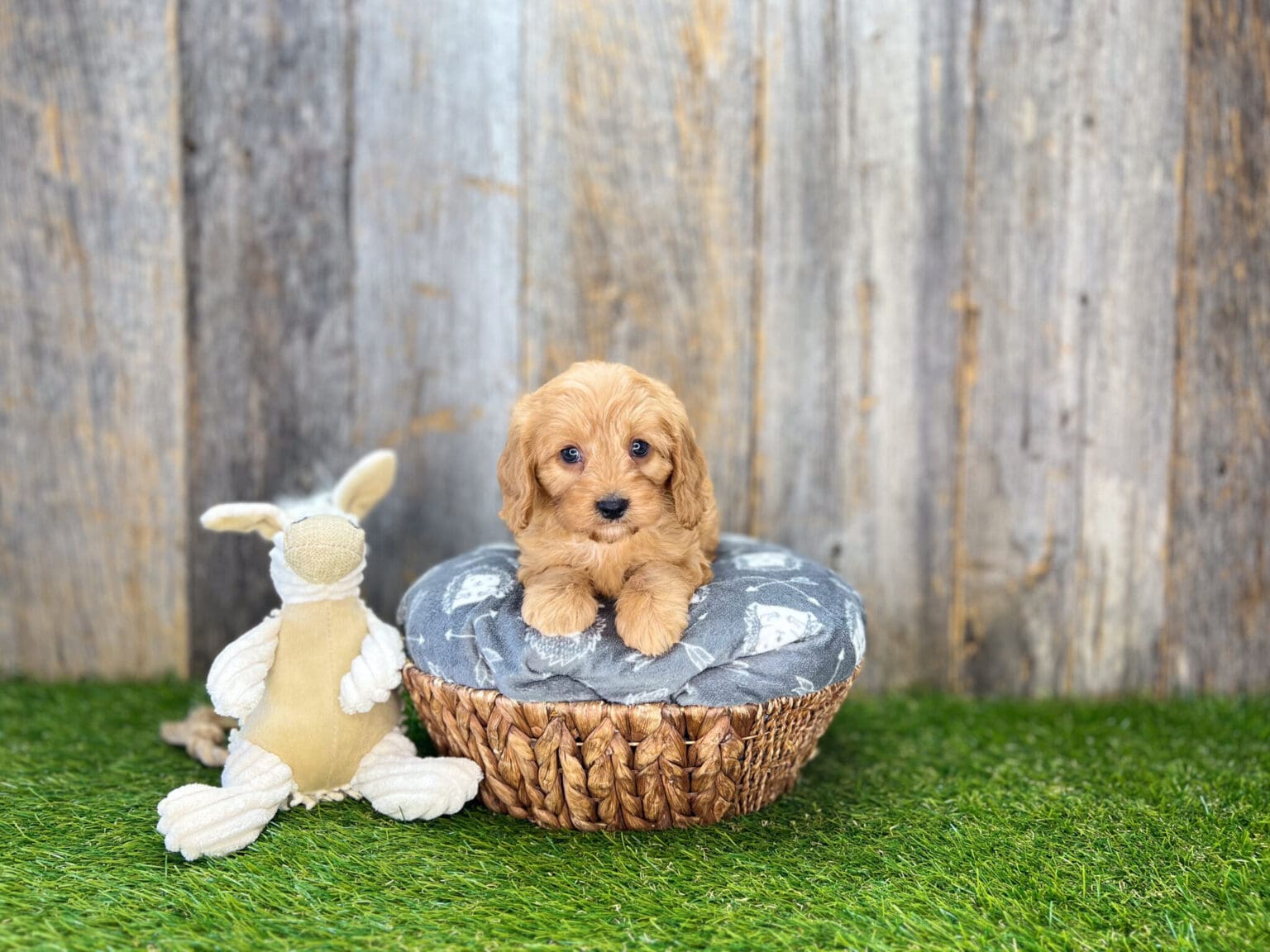 Dream - Charlotte Dog Club