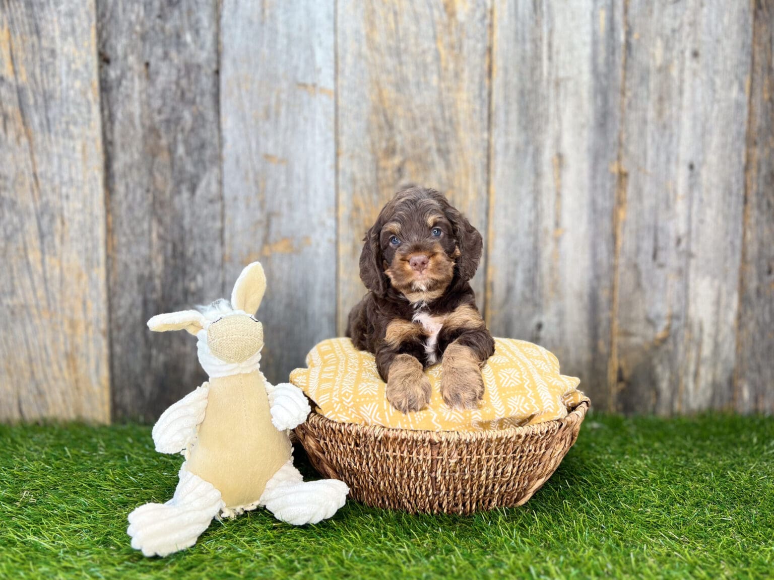 Loretta - Charlotte Dog Club