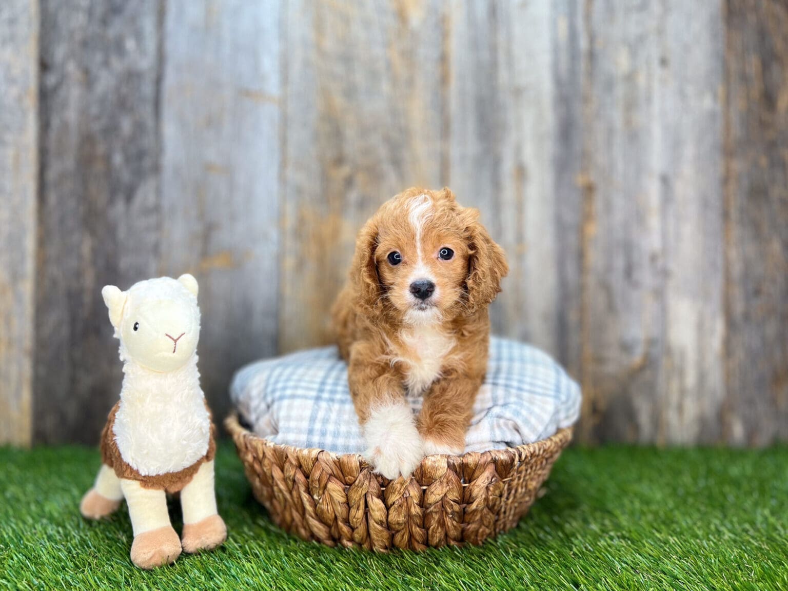 Jerome - Charlotte Dog Club