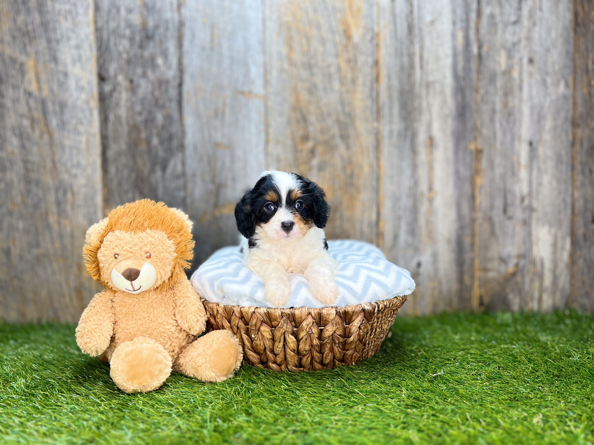 Lana - Charlotte Dog Club