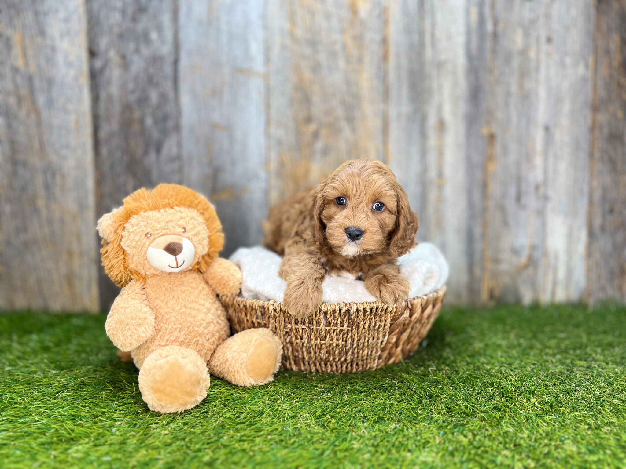 Epic - Charlotte Dog Club