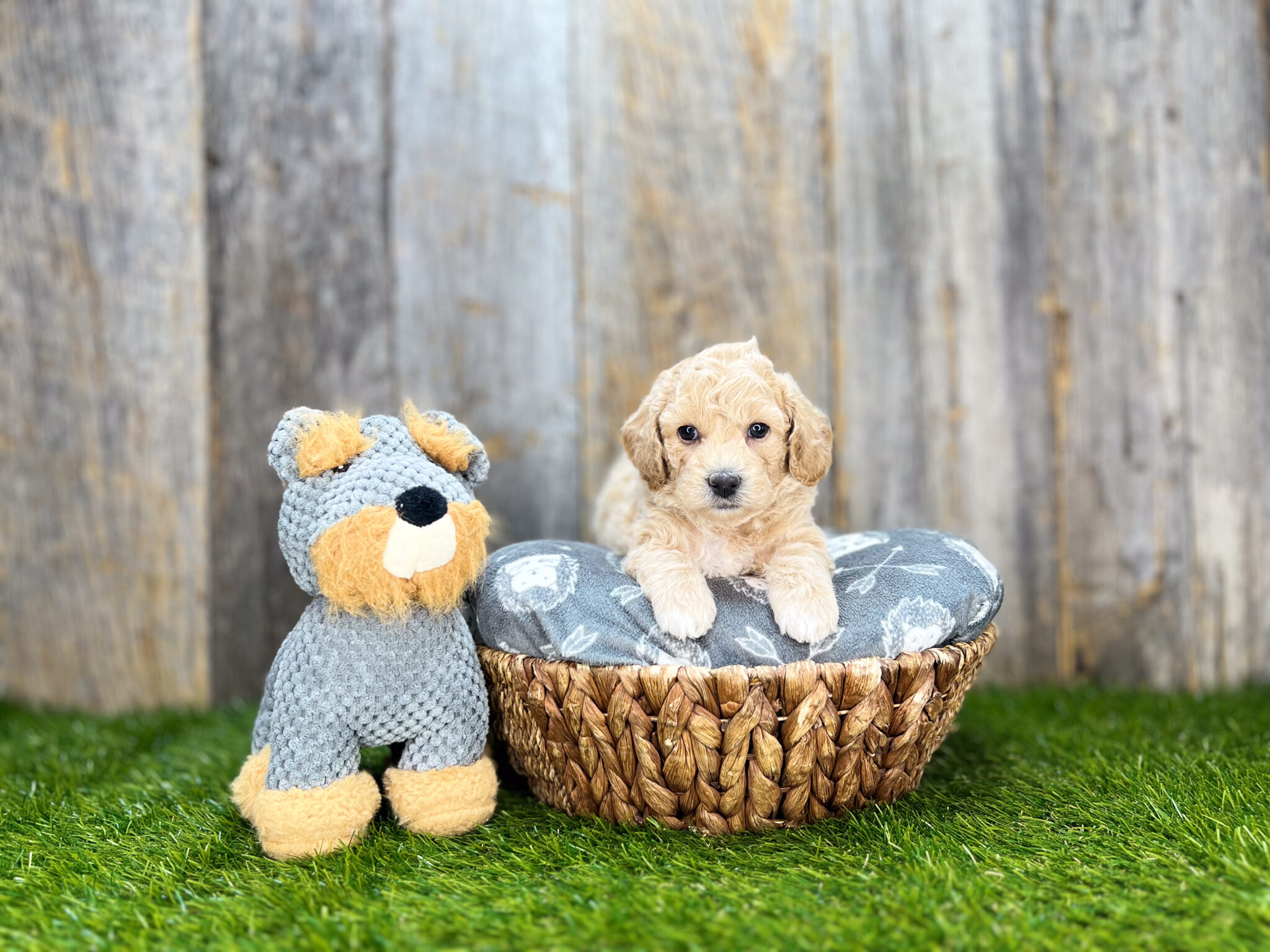 Heidi - Charlotte Dog Club