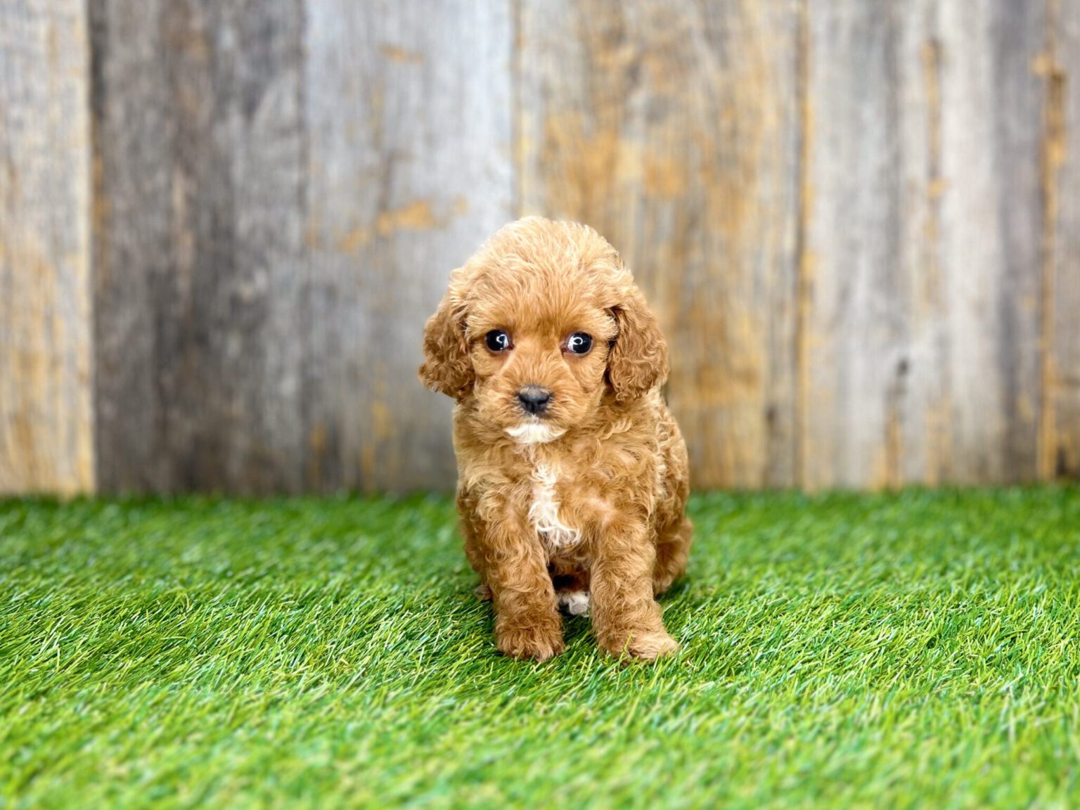 Geneva - Charlotte Dog Club